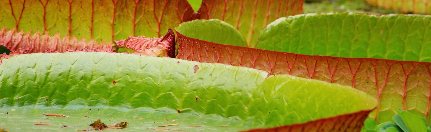 SAP Fiori Learning Journey - Learn SAP Fiori with These Resources | SAP PRESS